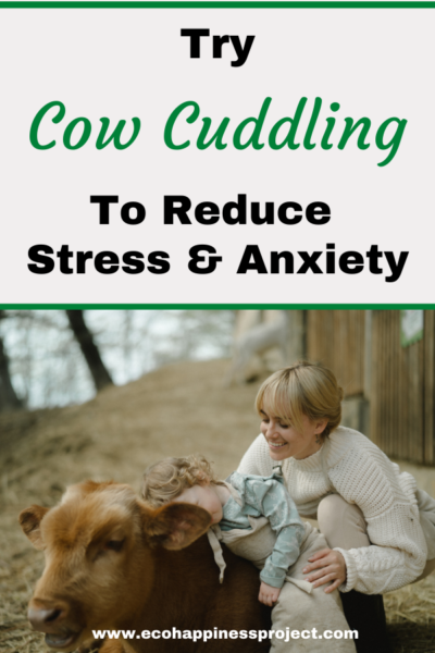 Try Cow Cuddling To Reduce Stress and Anxiety - Ecohappiness Project